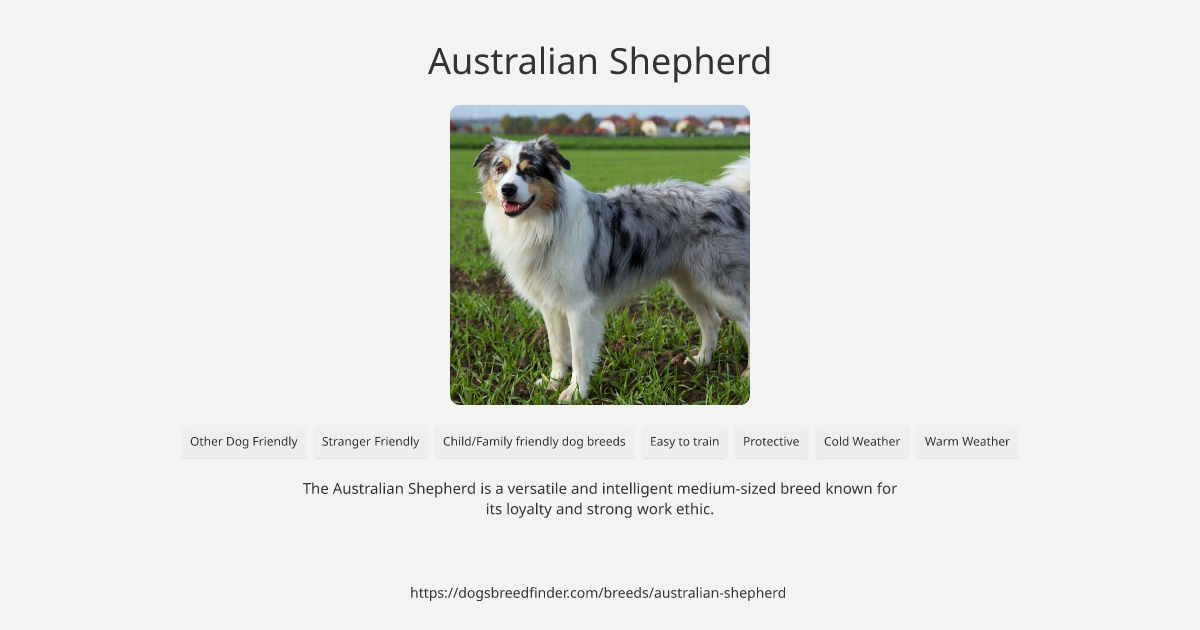 Australian Shepherd Dog Breed - Origin, Pictures, Caring Needs ...
