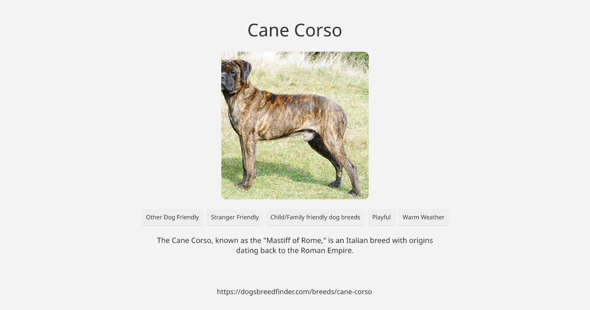 Cane Corso - Dog Breed Information