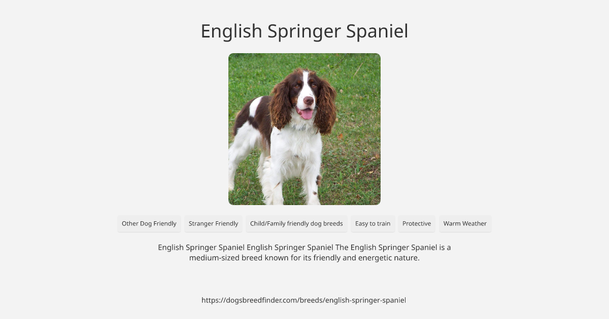 English Springer Spaniel Dog Breed - Origin, Pictures, Caring Needs ...