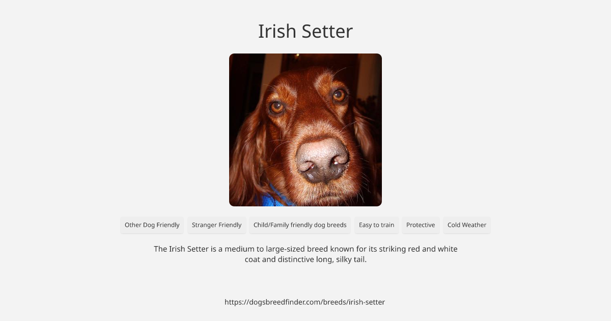 Irish Setter Dog Breed - Origin, Pictures, Caring Needs, Friendliness ...