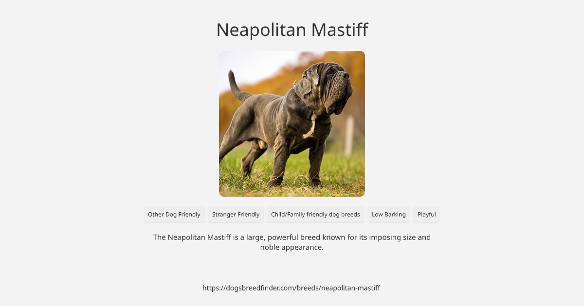 Neapolitan Mastiff Dog Breed - Origin, Pictures, Caring Needs ...