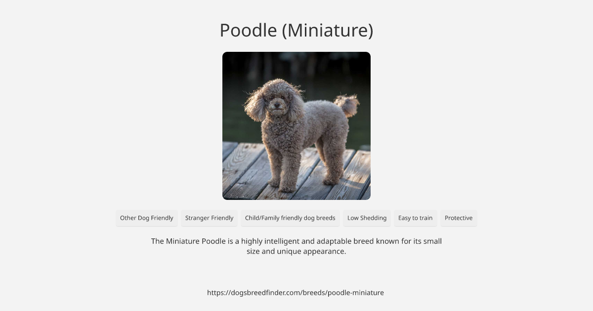 Poodle (Miniature) - Dog Breed Information