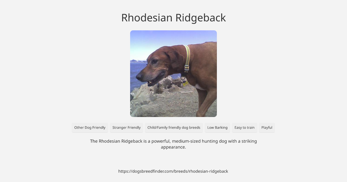 Rhodesian Ridgeback Dog Breed - Origin, Pictures, Caring Needs ...