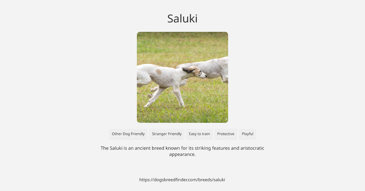 Saluki - Dog Breed Information