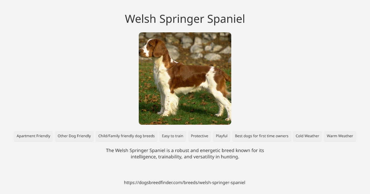 Welsh Springer Spaniel Dog Breed - Origin, Pictures, Caring Needs ...